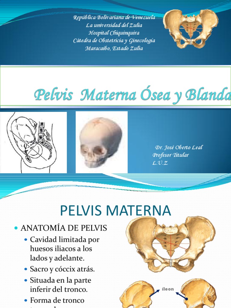 Anatomía de la Pelvis Materna | PDF | Pelvis | Sistema musculoesquelético