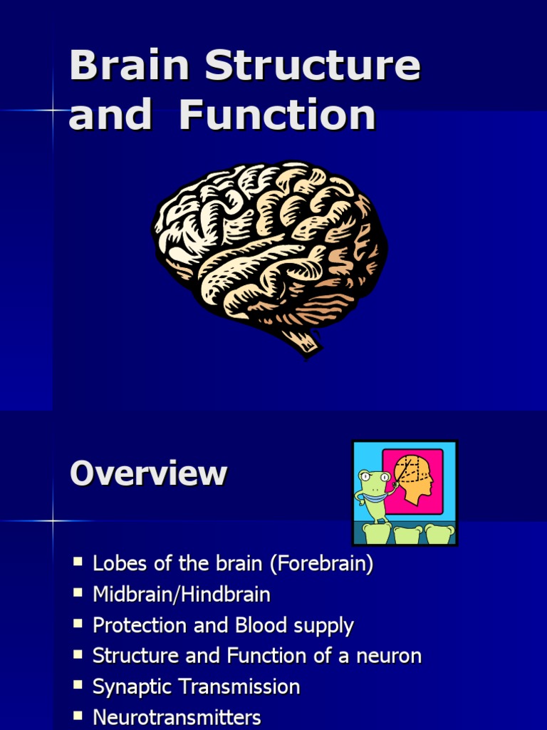 Brain Structure and Function Overview | PDF | Cerebral Hemisphere ...