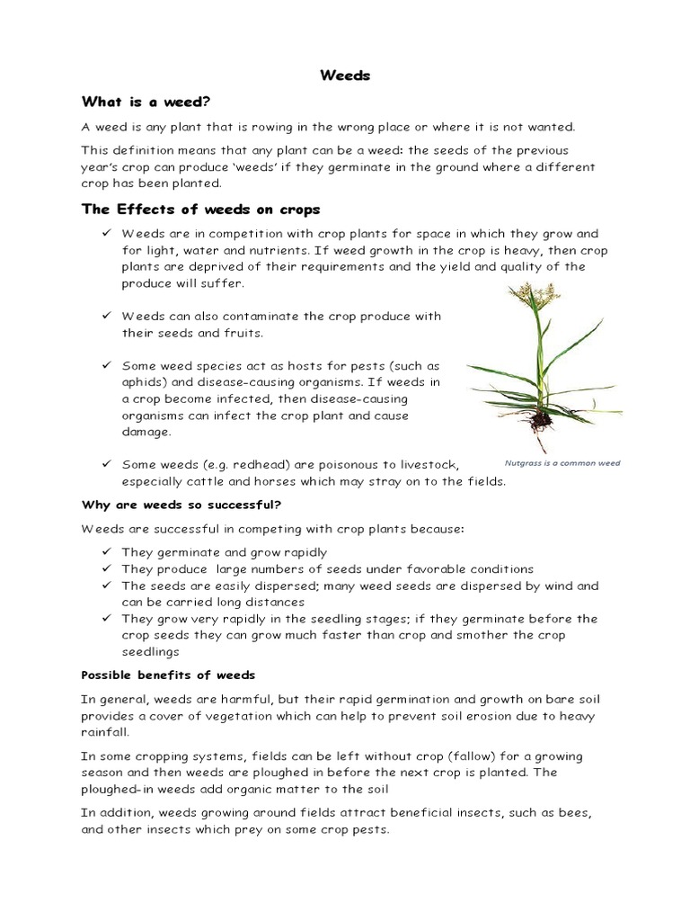 Weeds What Is A Weed?: Why Are Weeds So Successful? | PDF | Weed ...