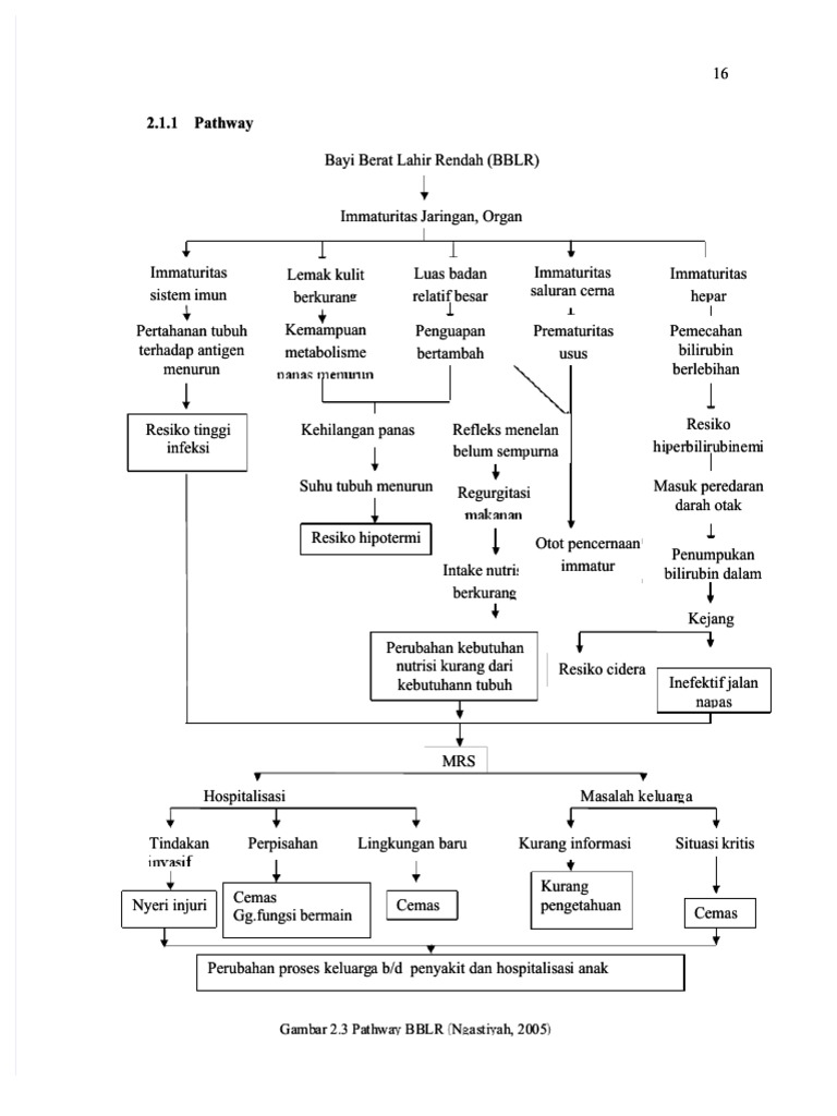 PDF Pathway BBLR DD | PDF