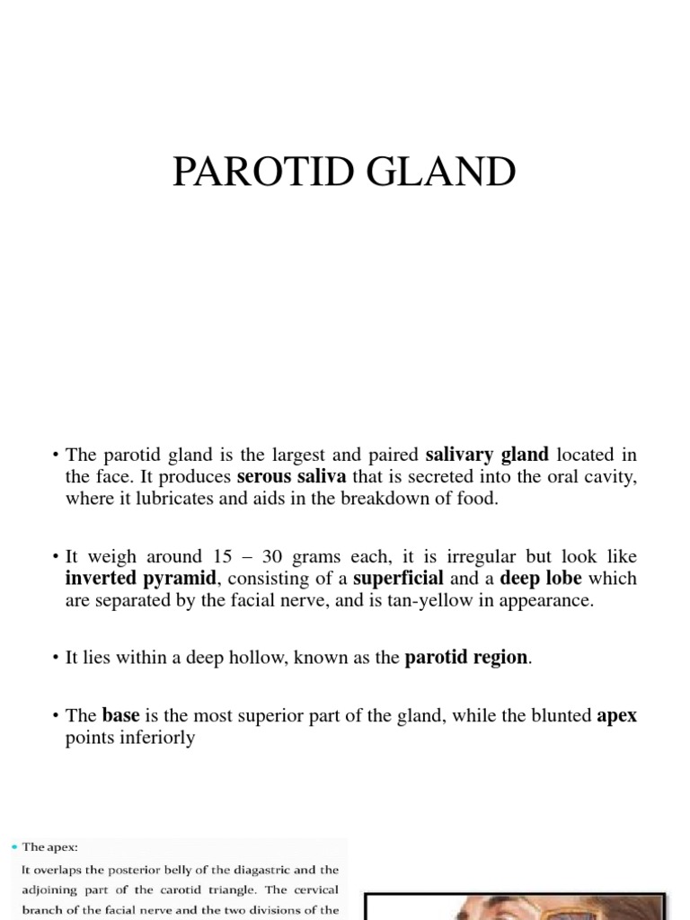 Parotid Gland | PDF | Tongue | Human Anatomy
