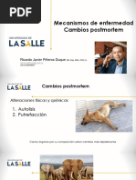 Técnica FAST y AFAST en Veterinaria - Todo Lo Que Debes Saber ...