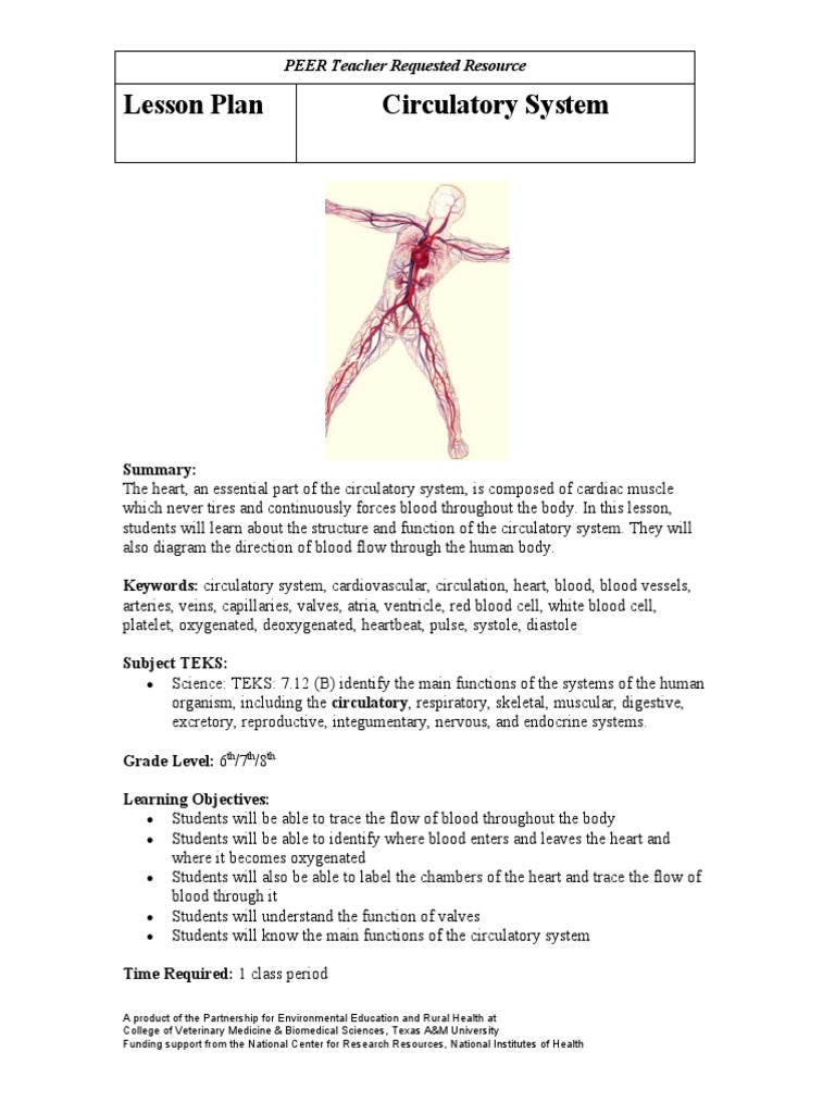 Circulatory System Lesson Plan for Grades 6-8 | PDF | Circulatory ...