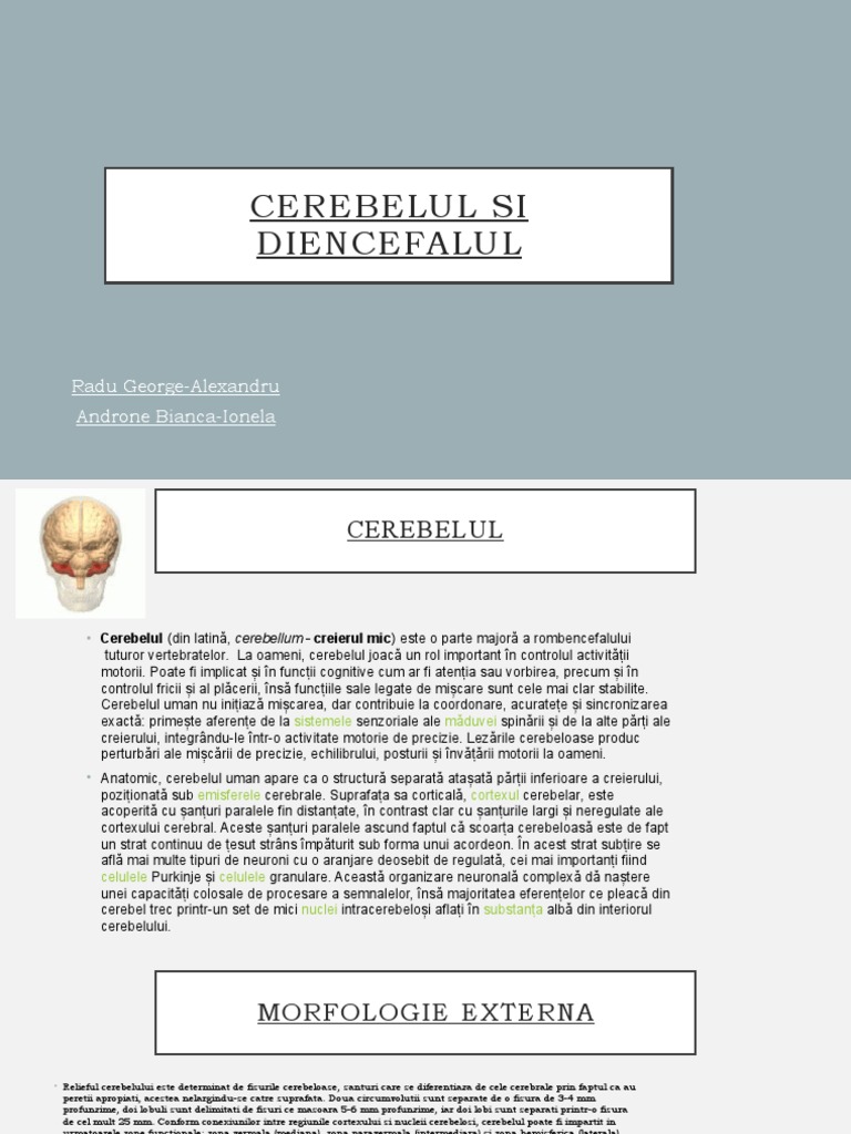Cerebelul Si Diencefalul | PDF