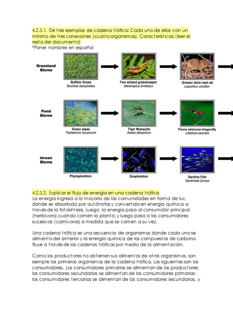 Flujos de Energía en Una Cadena Trófica | PDF | Red alimentaria ...