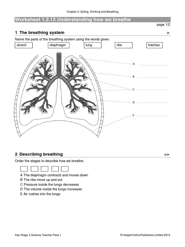 Worksheet 1.2.13 Understanding How We Breathe: 1 The Breathing System ...
