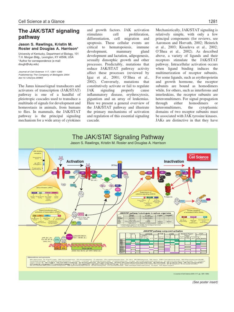 Jak Stat Pathway | PDF | Signal Transduction | Biochemical Cascade