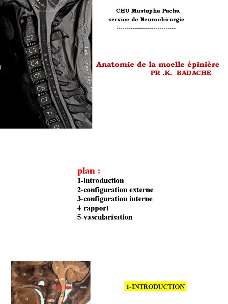 Moelle | PDF | Colonne vertébrale | Moelle épinière