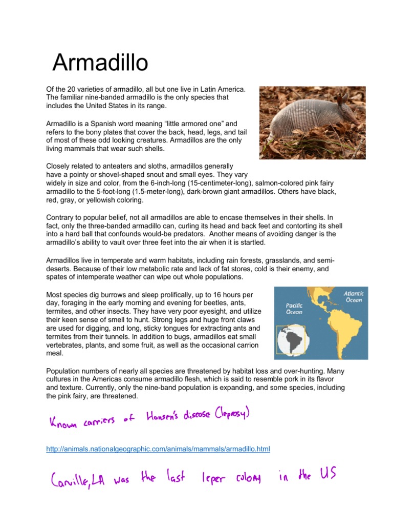 Armadillo+article 19f | PDF