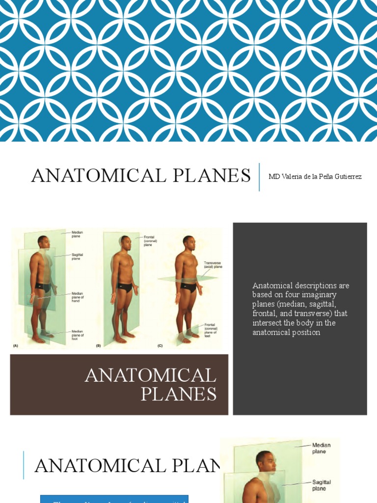Anatomical Planes: MD Valeria de La Peña Gutierrez | PDF | Anatomical ...