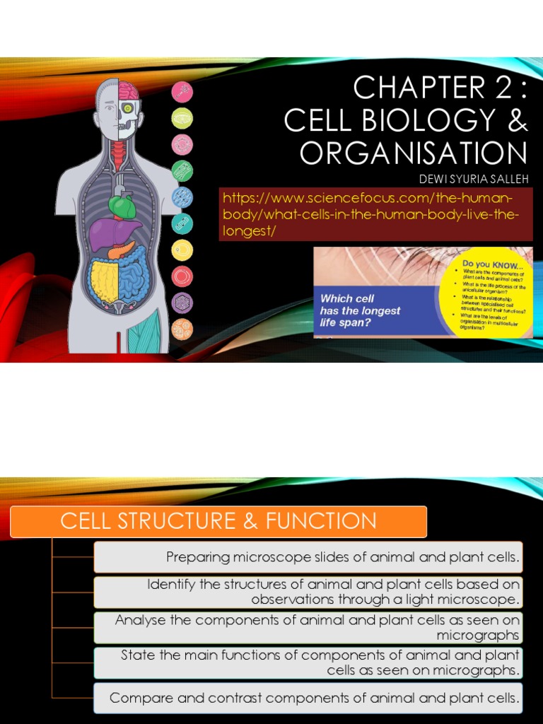 Cell Biology & Organisation: Body/what-Cells-In-The-Human-Body-Live-The ...