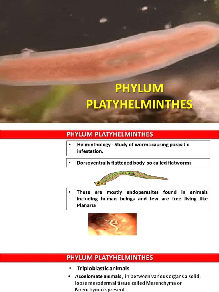 Phylum Platyhelminthes | PDF | Biology | Anatomy