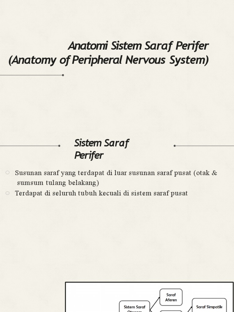 5.anatomi Sistem Saraf Perifer | PDF | Pengembangan Diri | Kesehatan ...