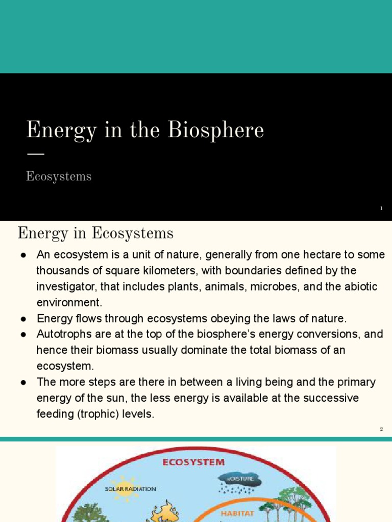 Energy in The Biosphere: Ecosystems | PDF | Biomass (Ecology) | Food Web