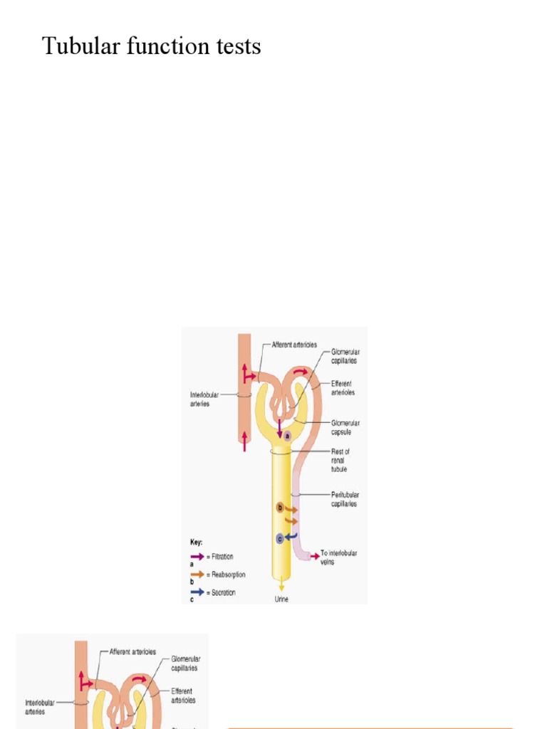 Tubular Function Tests | PDF | Kidney | Clinical Medicine