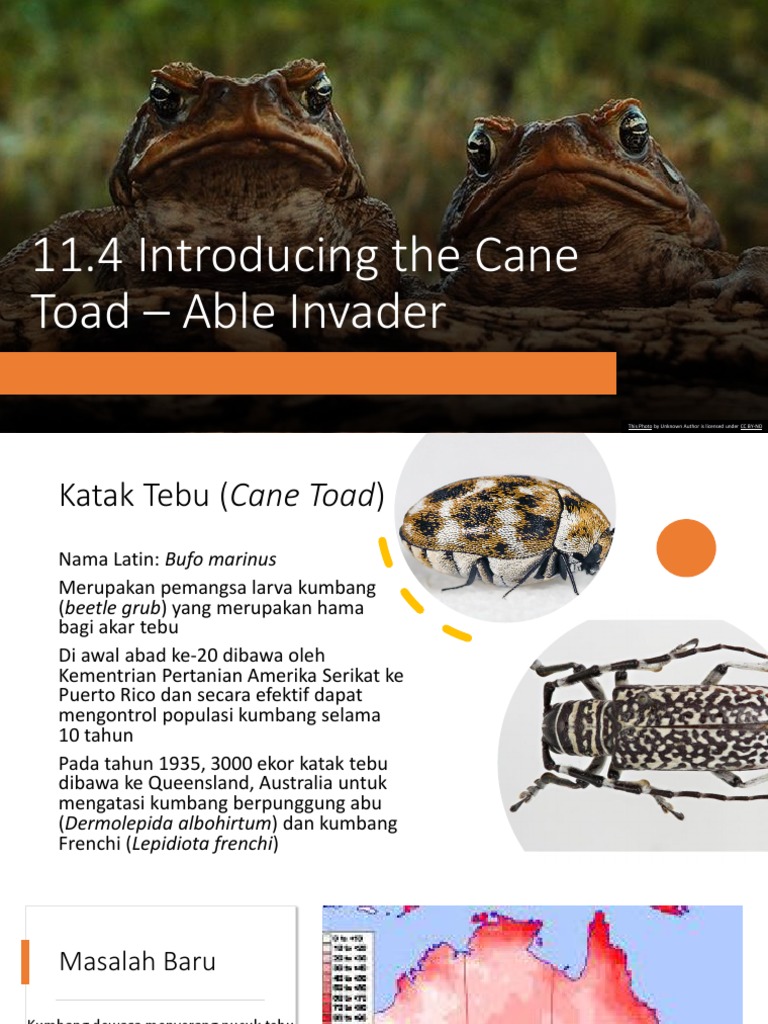 Pengendalian Populasi Katak Tebu | PDF