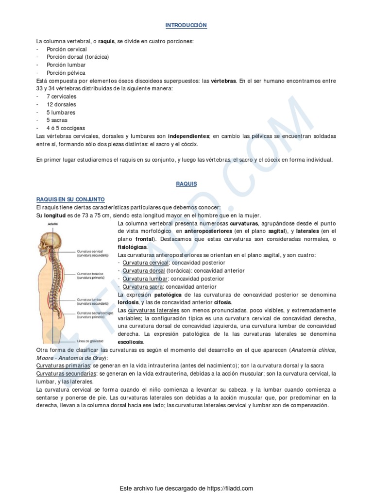 TP 1 - Raquis Nuca y Dorso | PDF | Articulación | Anatomía
