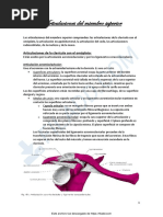 Tipos de músculos: planos y convergentes | PDF