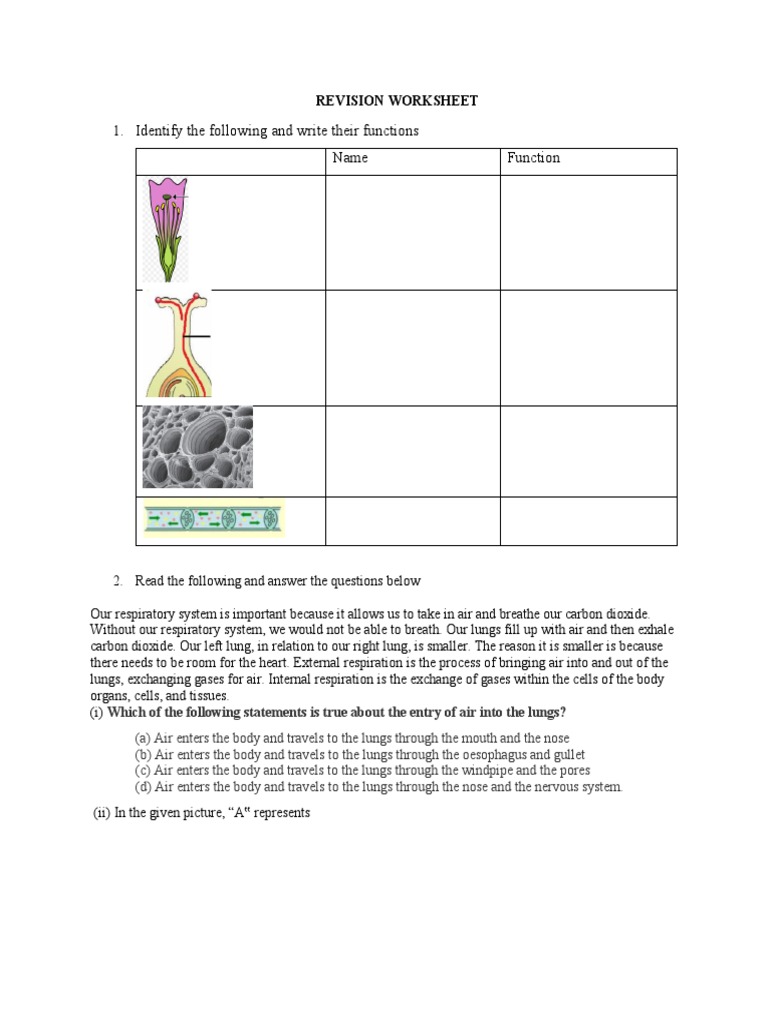 Grade 7 Biology Revision Worksheet II 2022 | PDF | Lung | Respiratory ...
