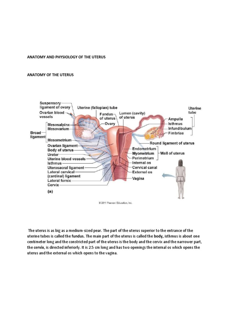 Anatomy and Physiology of The Uterus | PDF