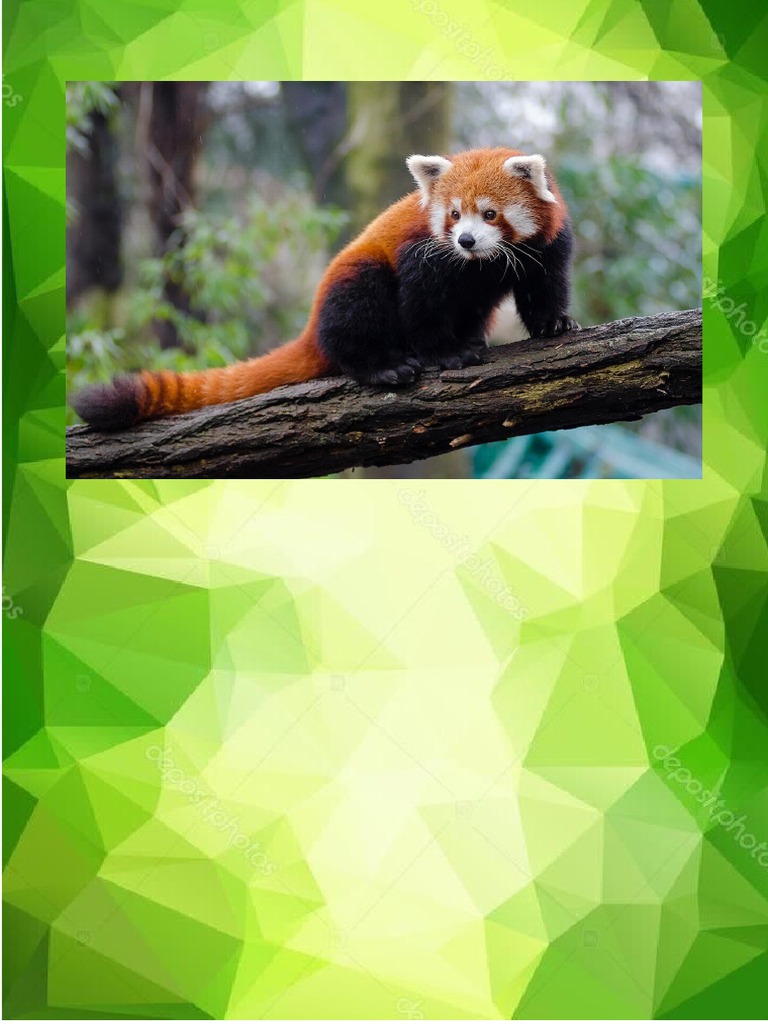 Red Panda Template | PDF