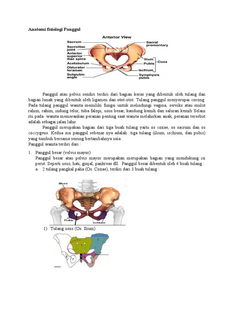 Anatomi Panggul | PDF