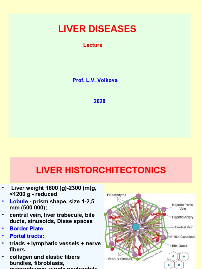 Understanding Liver Diseases: A Comprehensive Review of Liver Histology ...