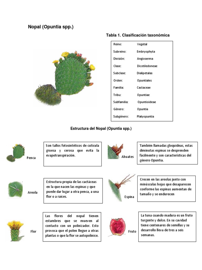 Nopal | PDF | Plantas | Botánica