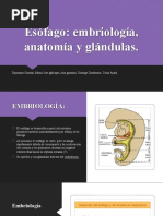 ESÒFAGO (Anatomía, Embriología, Histología y Fisiología) | PDF ...