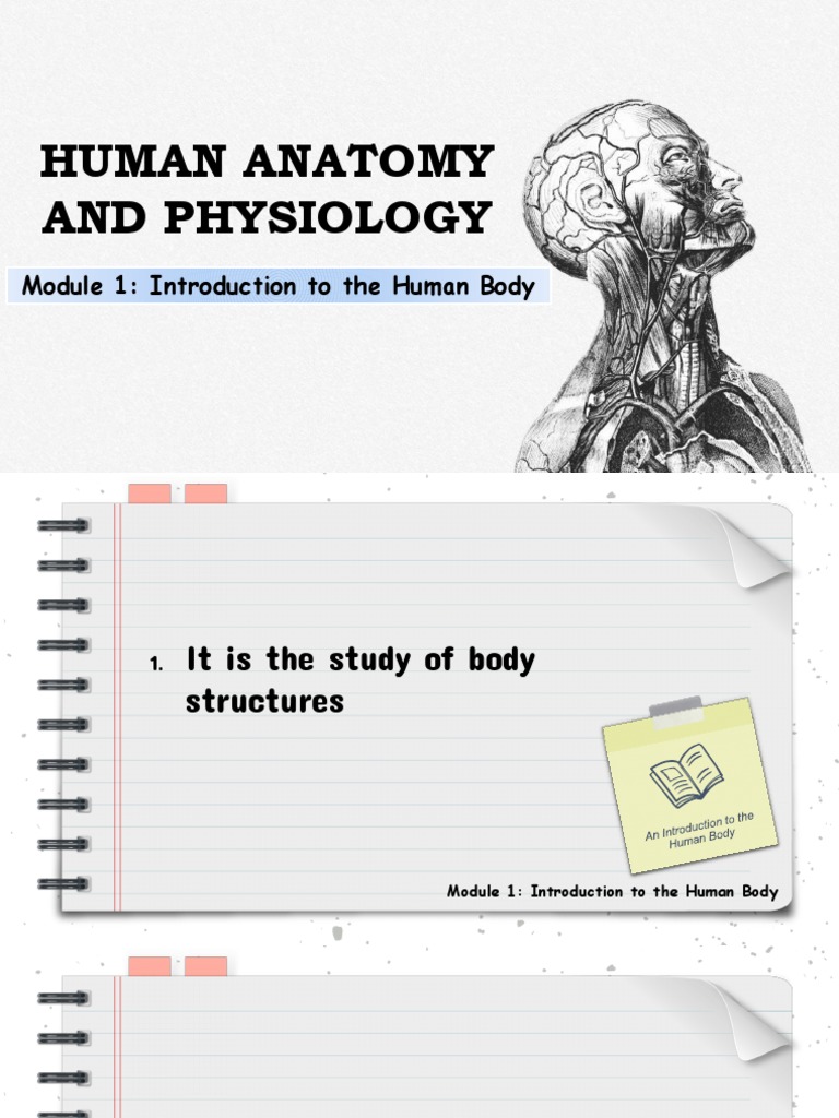 Introduction To Anatomy and Physiology | PDF | Medical Imaging ...