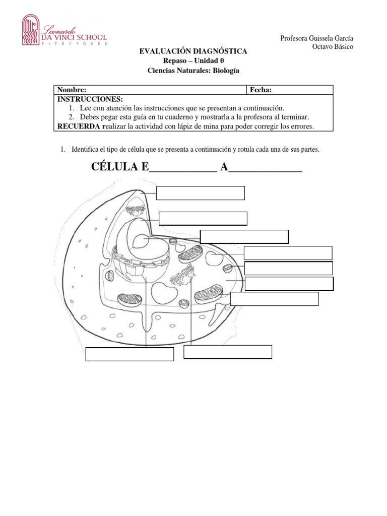 Actividad Celulas 8vo Repaso | PDF
