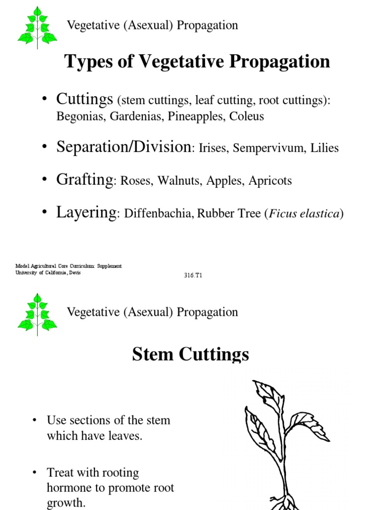 6) Types of Vegetative Propagation | PDF | Hobbies | Biology