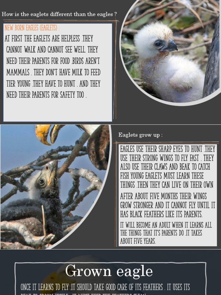 New Born Eagles (Eaglets) :: How Is The Eaglets Different Than The ...