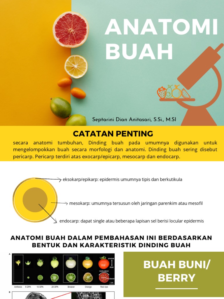 Anatomi Buah | PDF