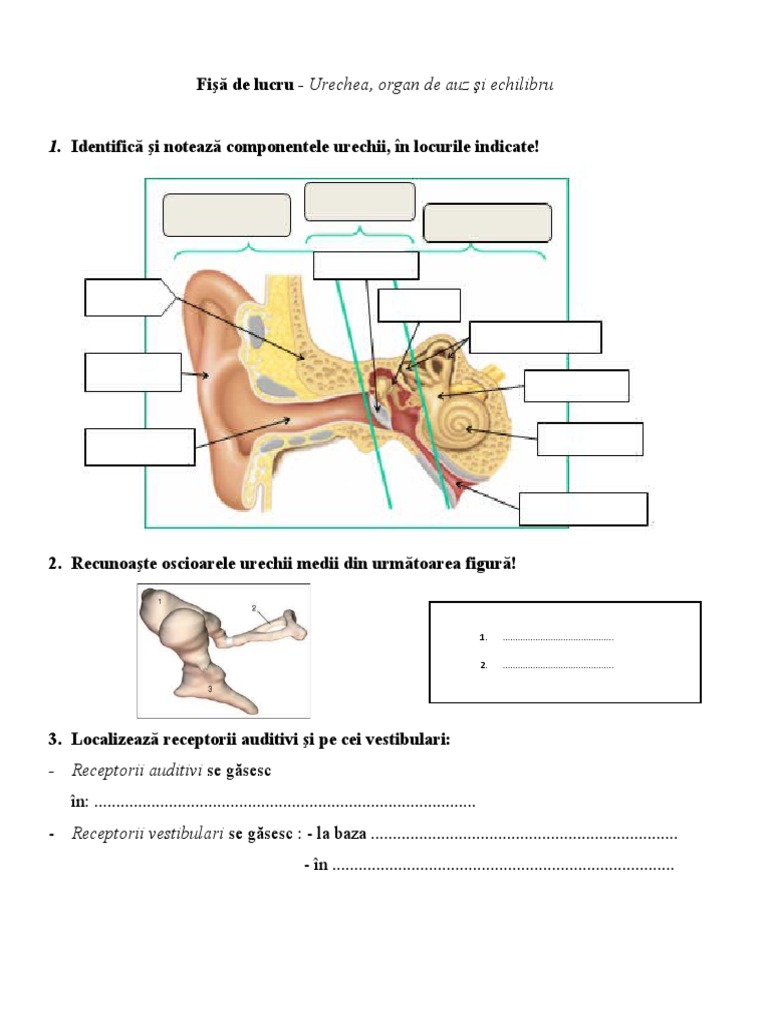 Urechea-Fisa de Evaluare | PDF