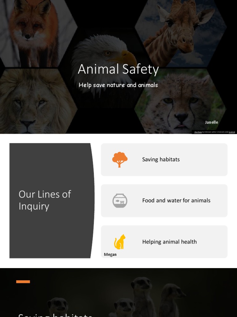 Animal Safety Presentation | PDF