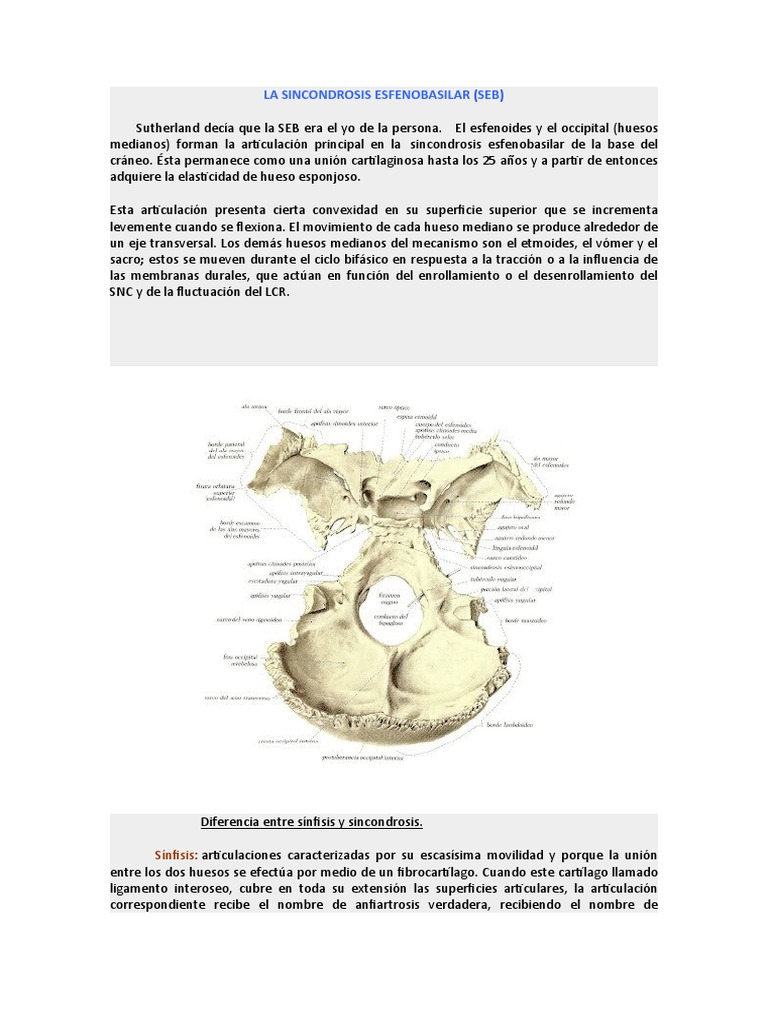 La Sincondrosis Esfenobasilar | PDF | Articulación | Cráneo