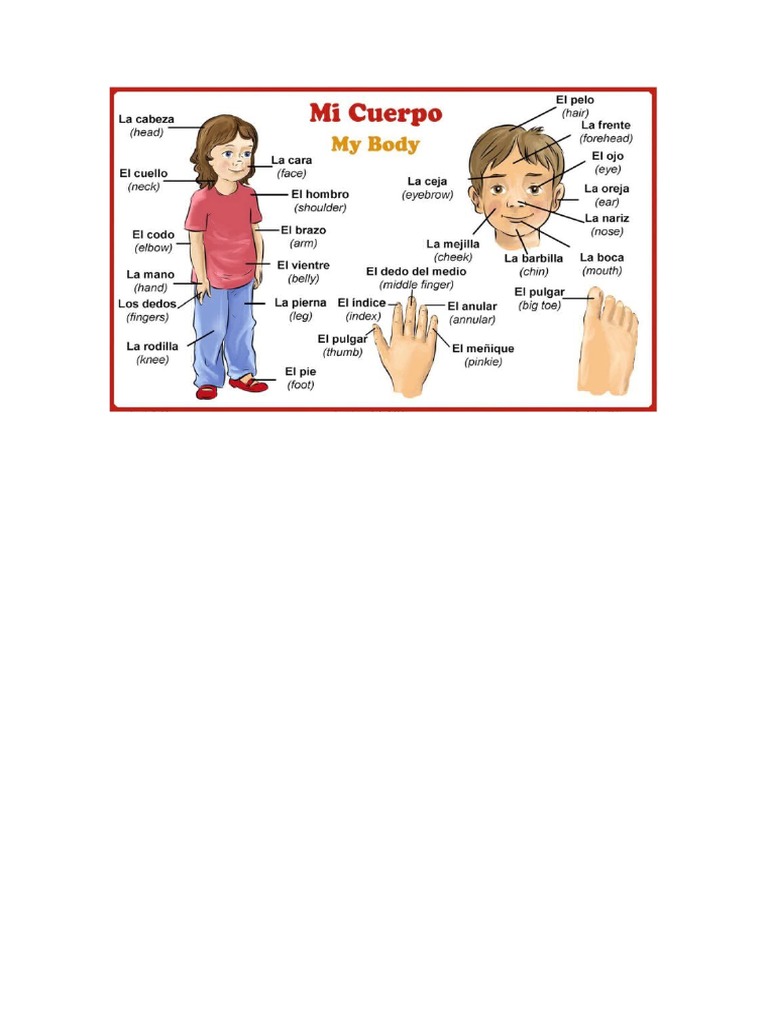 Vocabulario El Cuerpo Humano Pdf