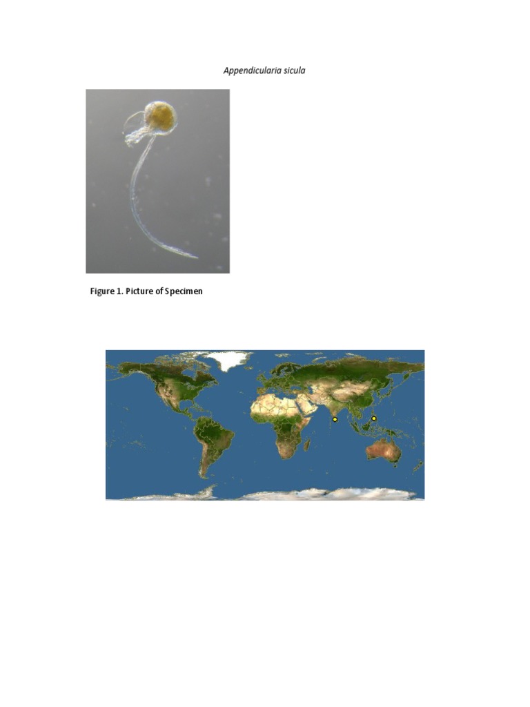Appendicularia Sicula | PDF