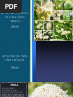 Bingo de Plantas Pictos | PDF