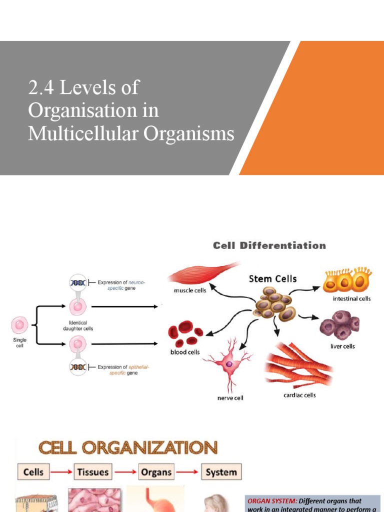 2.4 Levels of Organisation in Multicellular Organisms | PDF
