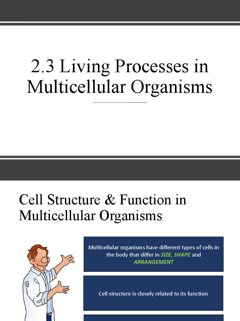 2.3 Living Processes in Multicellular Organisms | PDF | Tissue (Biology ...