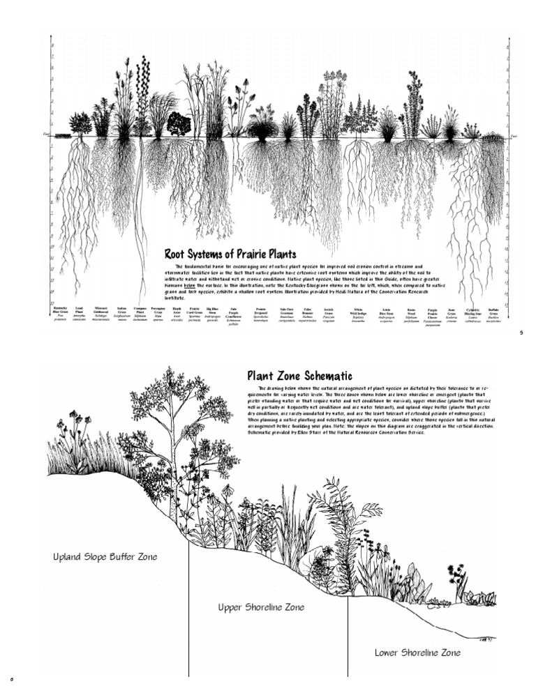 Native Plant Root System Schematic | PDF