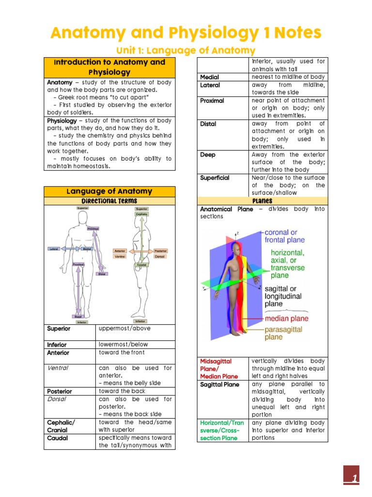 Anatomy and Physiology Unit 1 Notes | PDF | Anatomical Terms Of ...