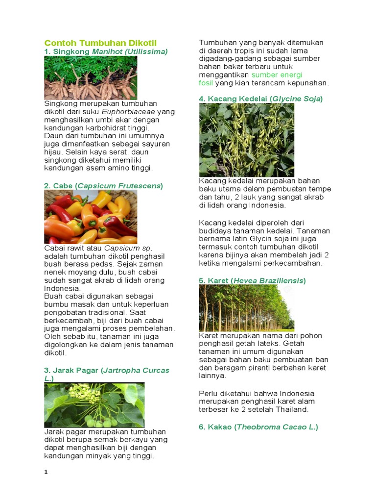 Contoh Tumbuhan Dikotil Dan Monokotil | PDF