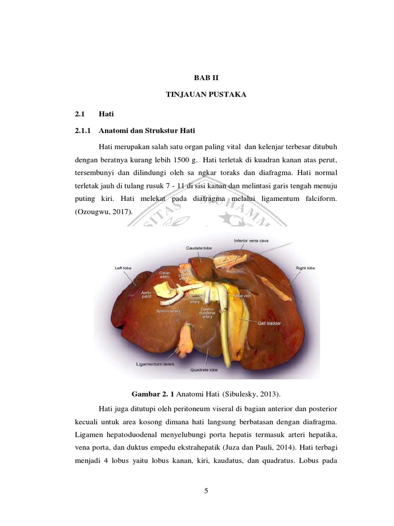 Anatomi Hepar Liver | PDF | Kesehatan Holistik