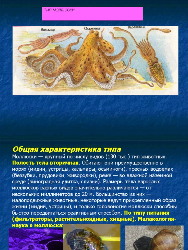 Moluște Rus | PDF