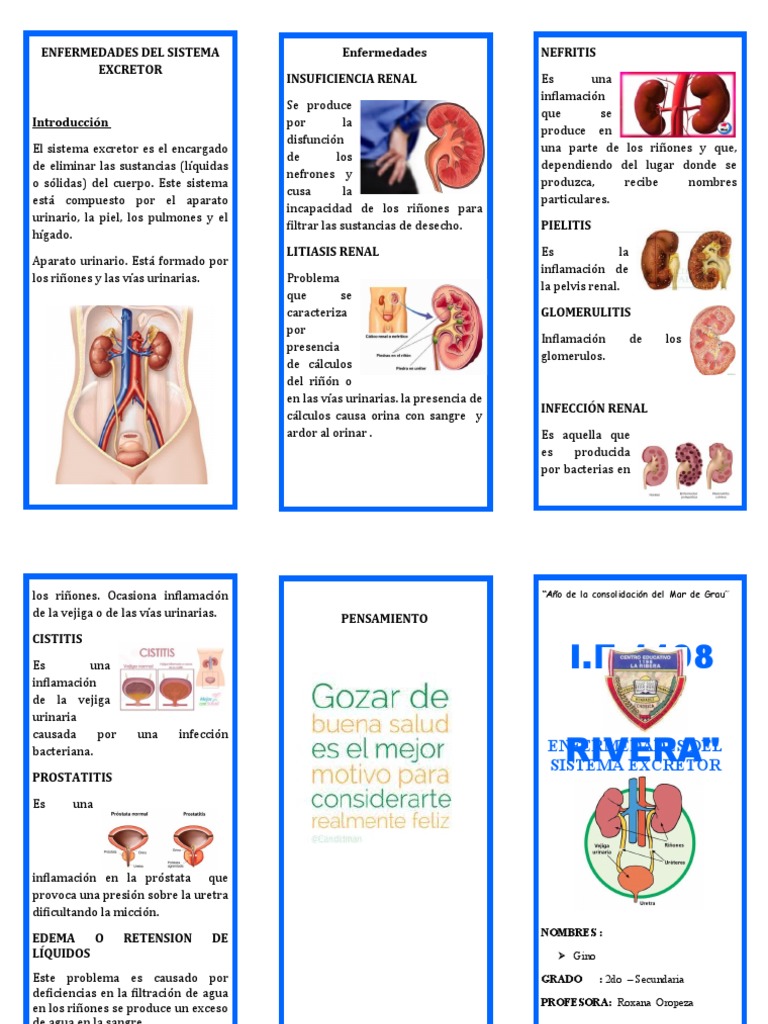 Triptico Enfermedades Del Sistema Excretor | PDF | Sistema urinario | Riñón