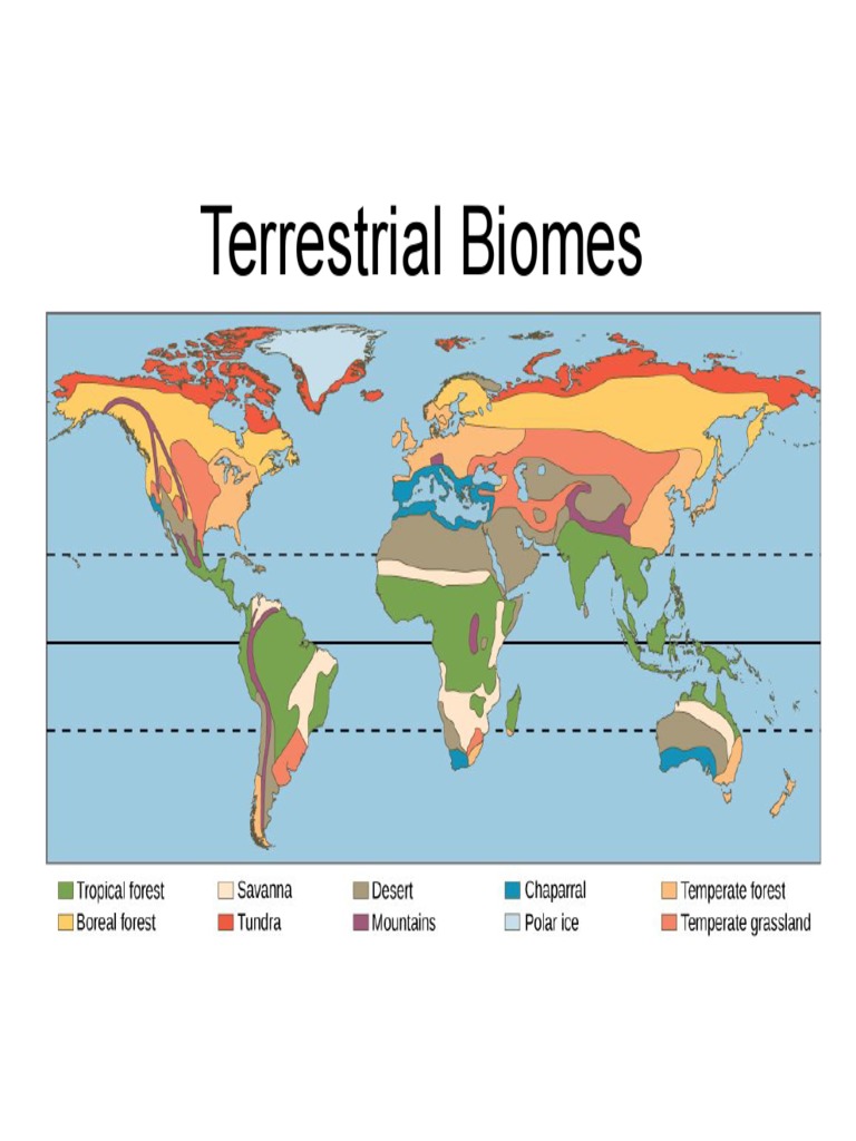 Terrestrial Biomes Slides | PDF