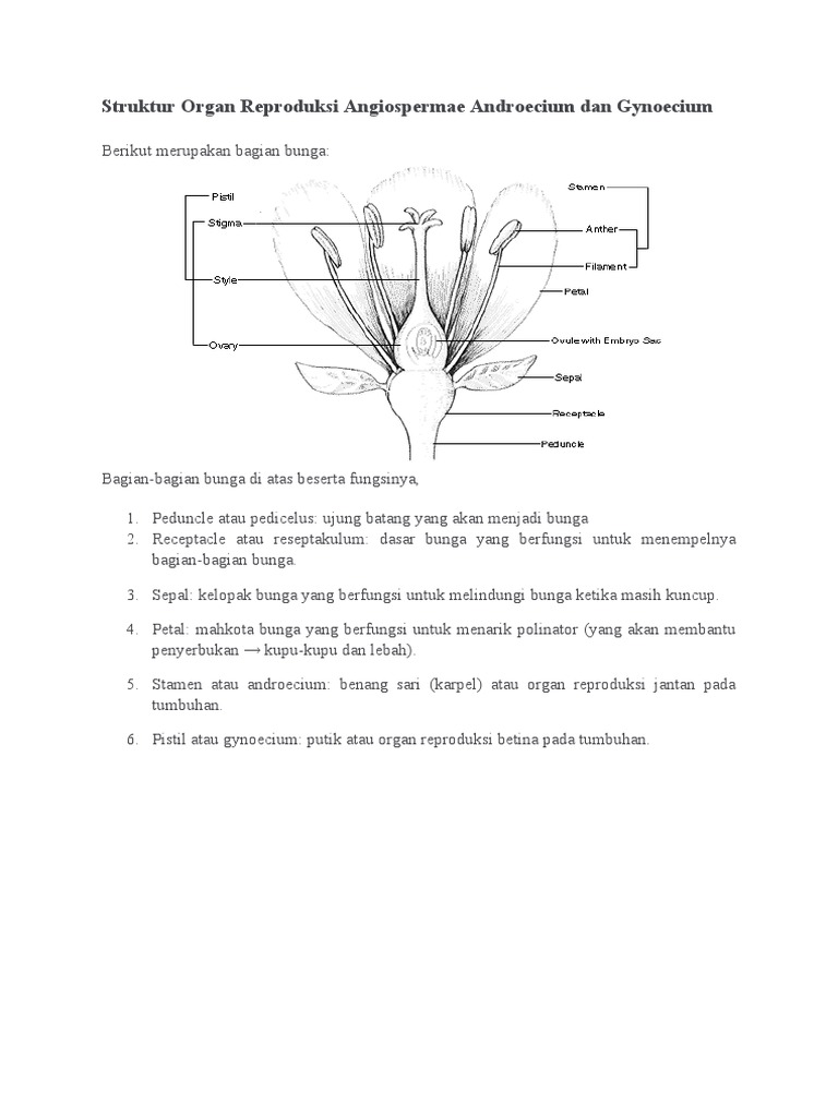 Struktur Organ Reproduksi Angiospermae Androecium Dan Gynoecium | PDF